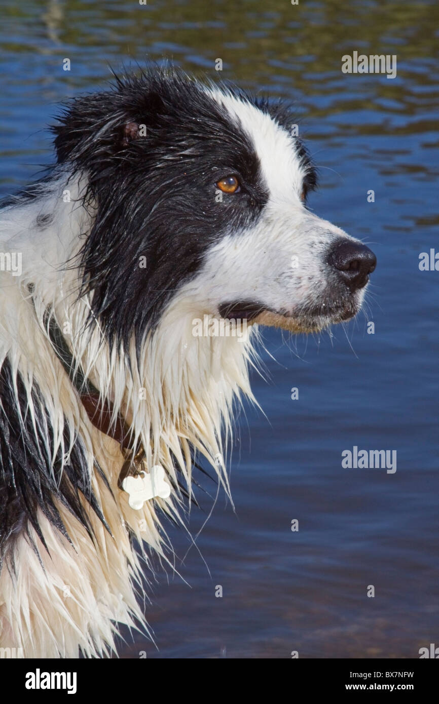 side profile of a border collie sitting by a pond Stock Photo - Alamy