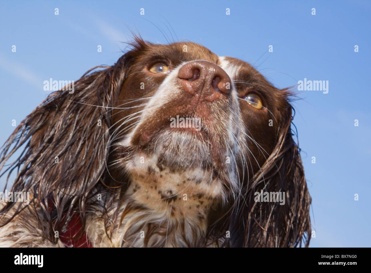 Low angle shot of Spaniel head showing details of the nose and mouth ...