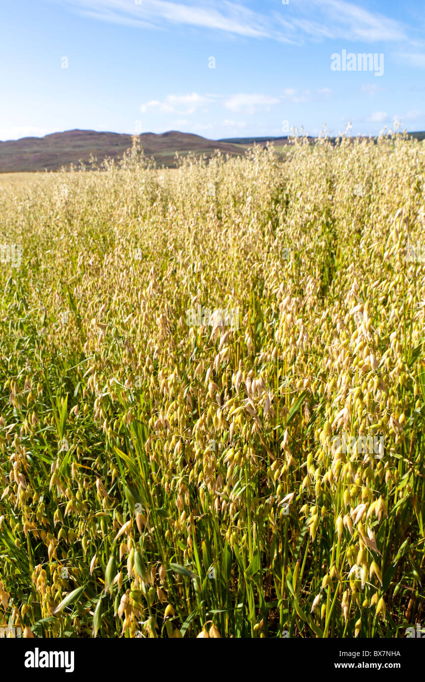 Oats growing hi-res stock photography and images - Alamy