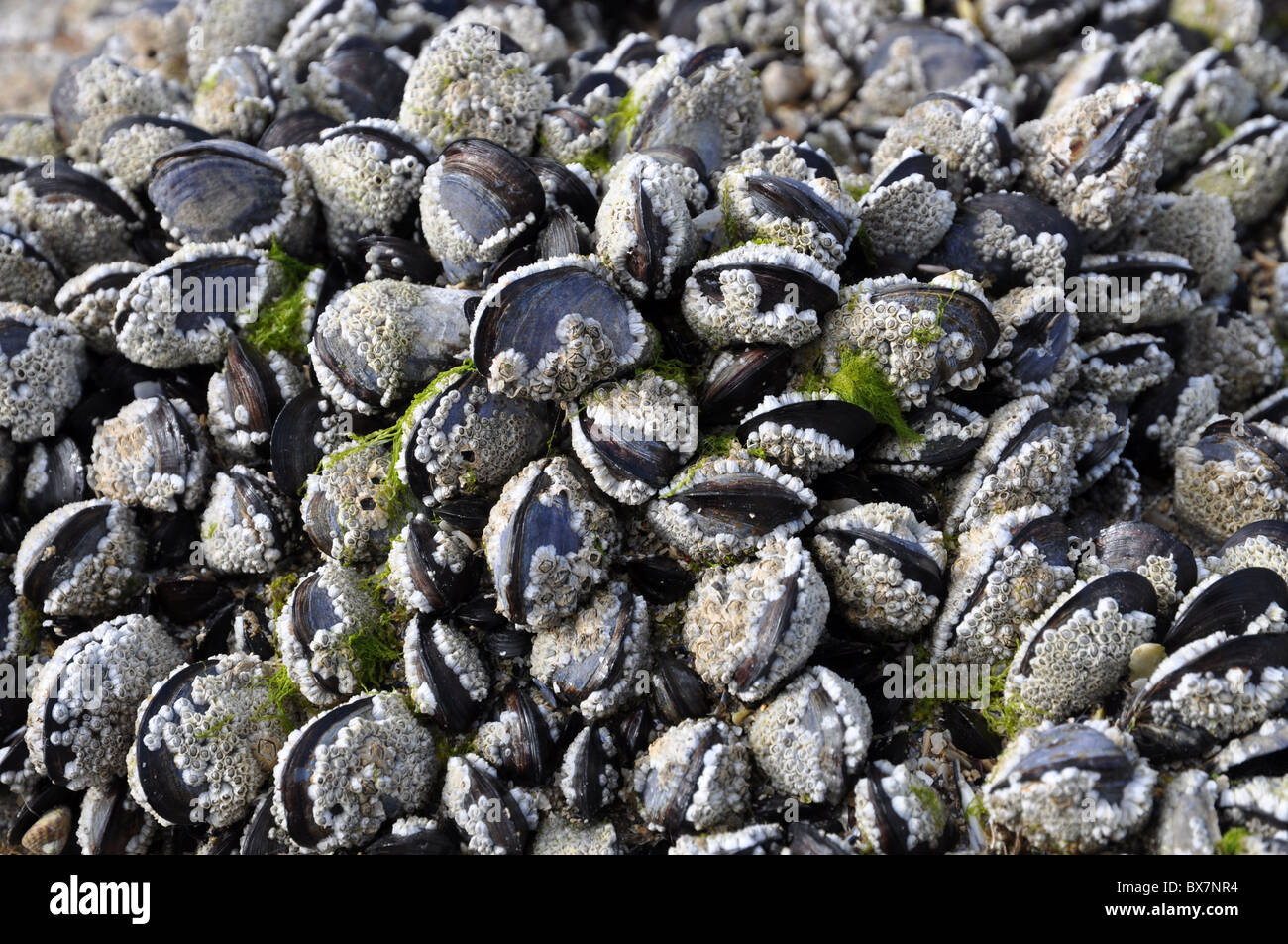 Sea shells "acorn barnacles Stock Photo - Alamy