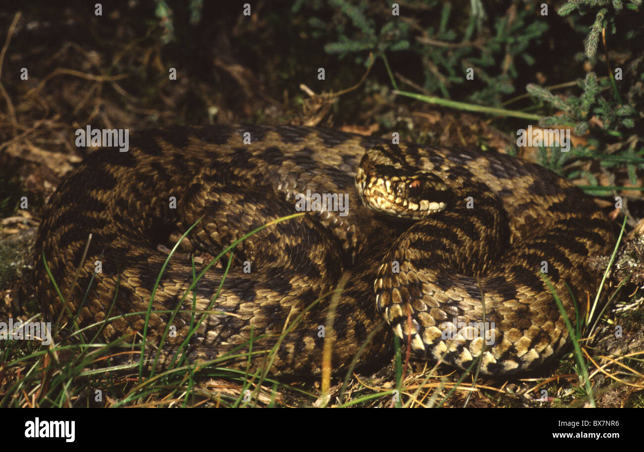 Female Adder, Vipera berus. UK Stock Photo - Alamy
