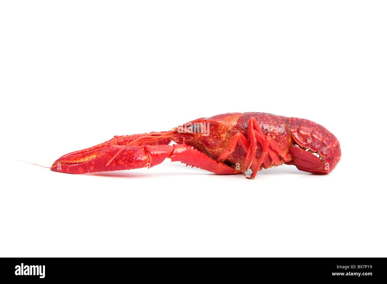 Cooked crayfish in typical red color Stock Photo - Alamy