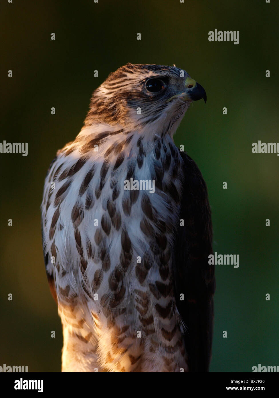 Cute hawk hi-res stock photography and images - Alamy