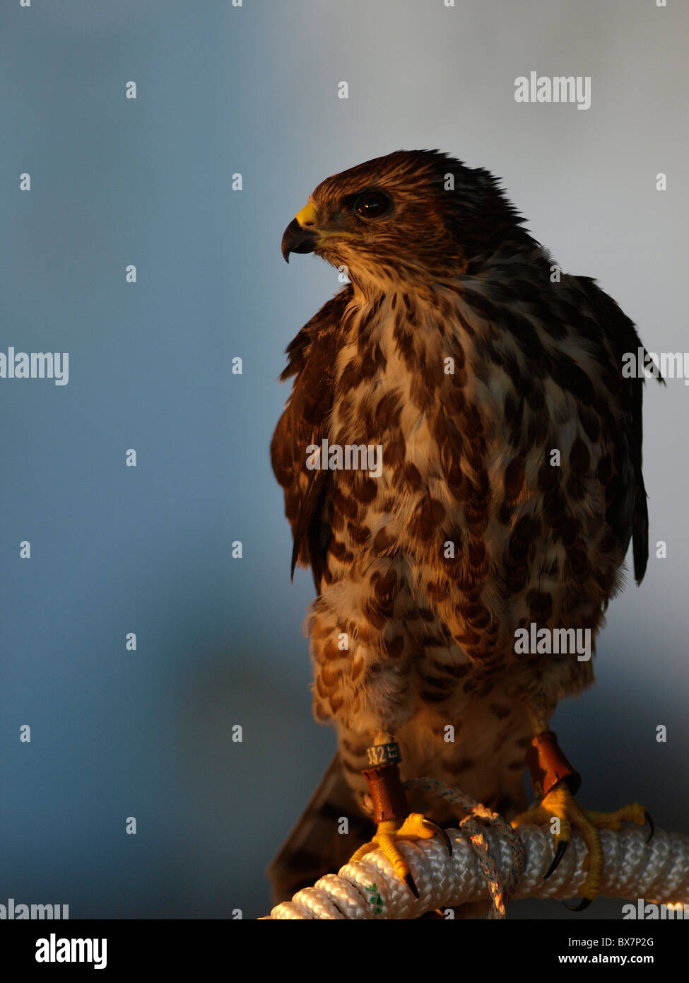 Nice hawk hi-res stock photography and images - Alamy