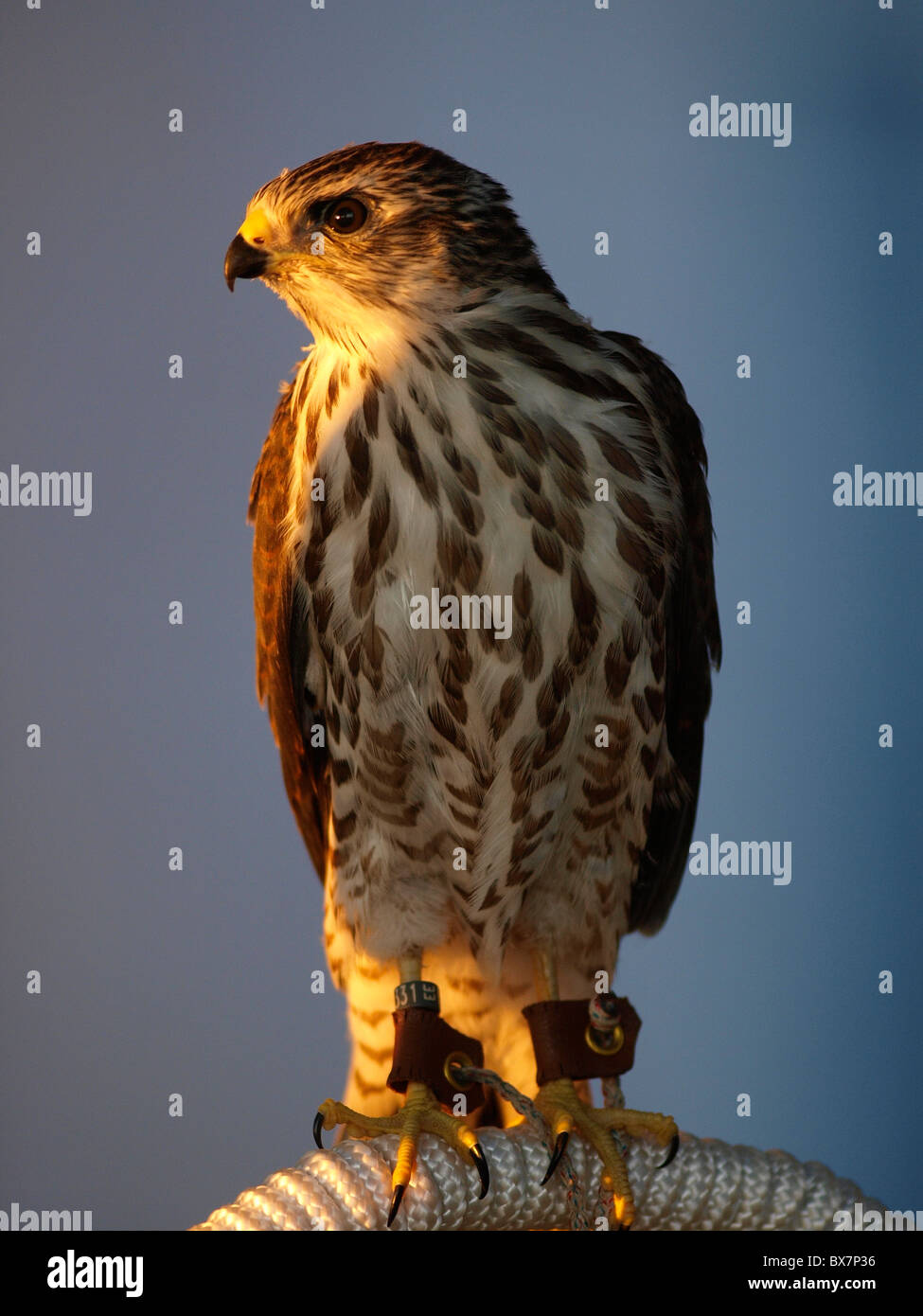 Cute hawk hi-res stock photography and images - Alamy