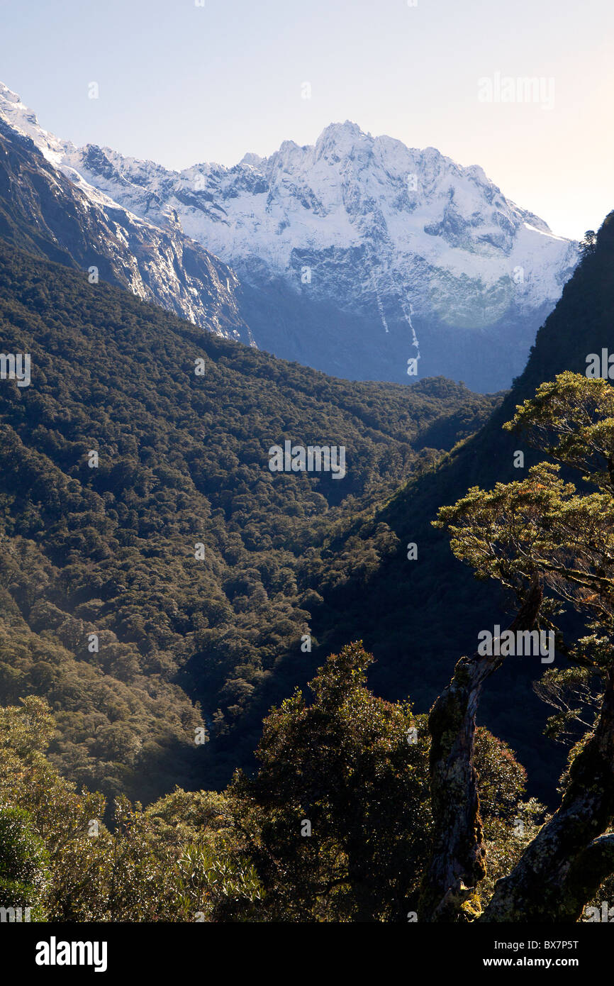 Alpine forest in the central district of New Zealand's North Island ...