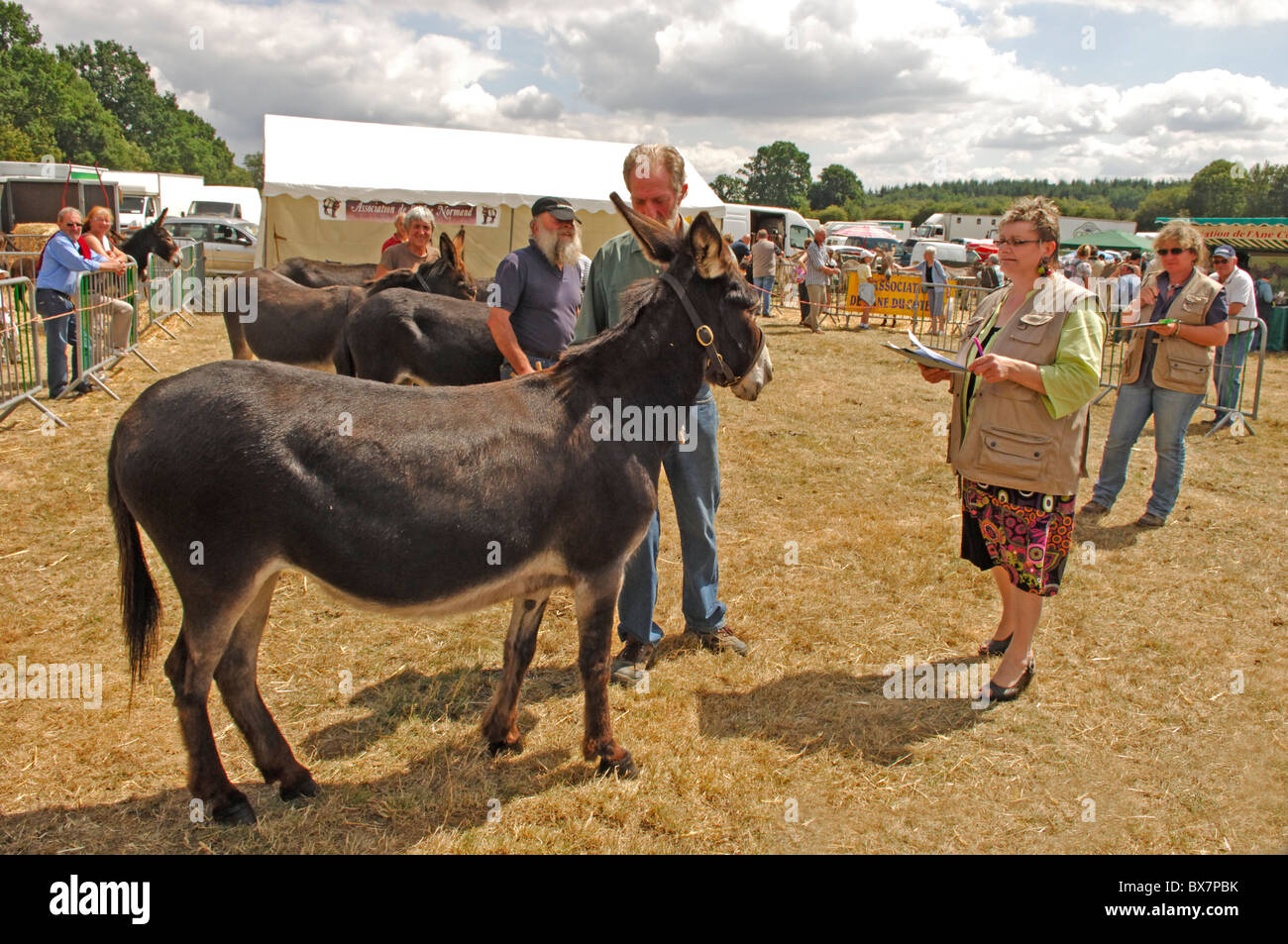 Normandy donkey hi-res stock photography and images - Alamy