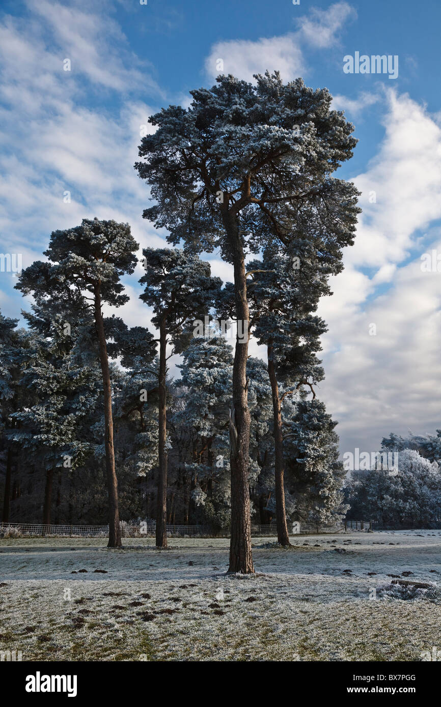 Scots pine trees thetford forest hi-res stock photography and images ...