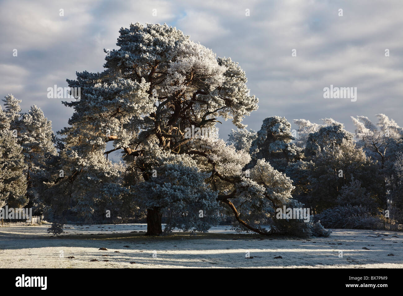 Frost-covered pine trees near Elveden, Suffolk, England Stock Photo - Alamy