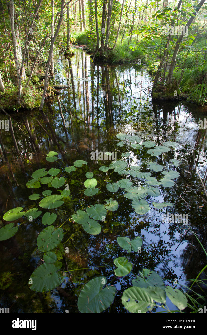 Narrow streamlet hi-res stock photography and images - Alamy