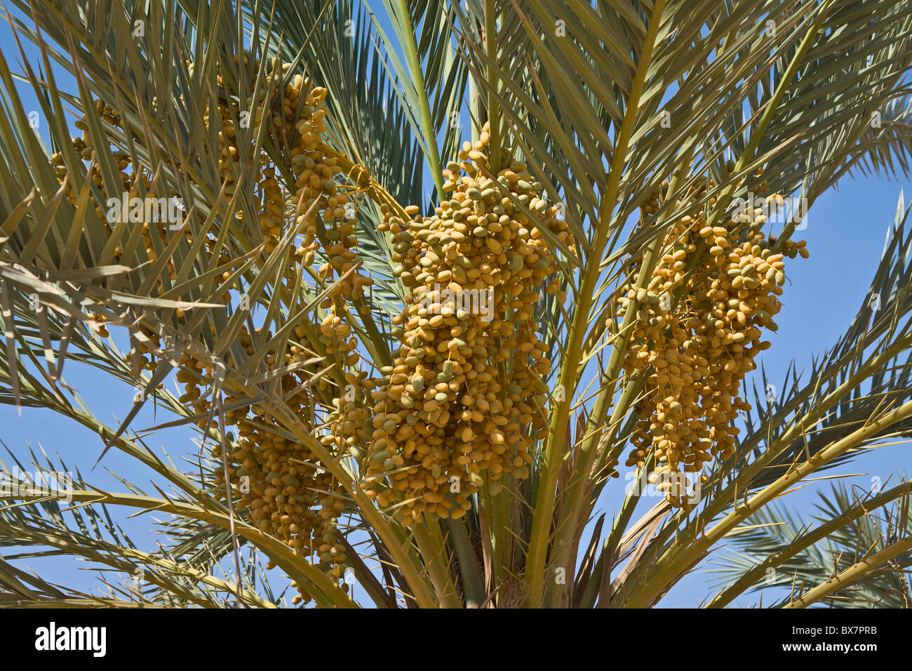 Date Palm Tree Branches High Resolution Stock Photography and Images ...