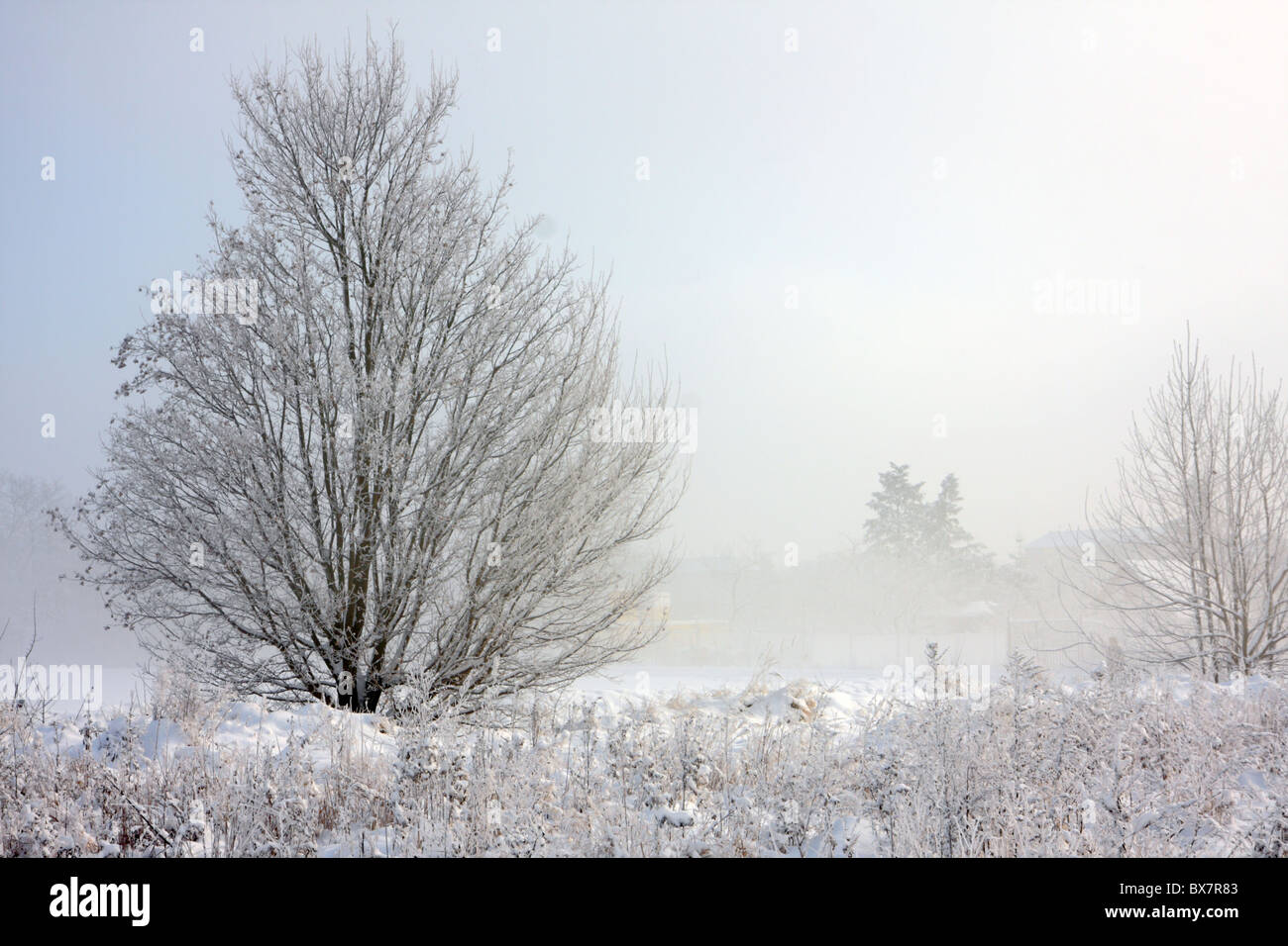 Trees and bushes in winter mist Stock Photo - Alamy
