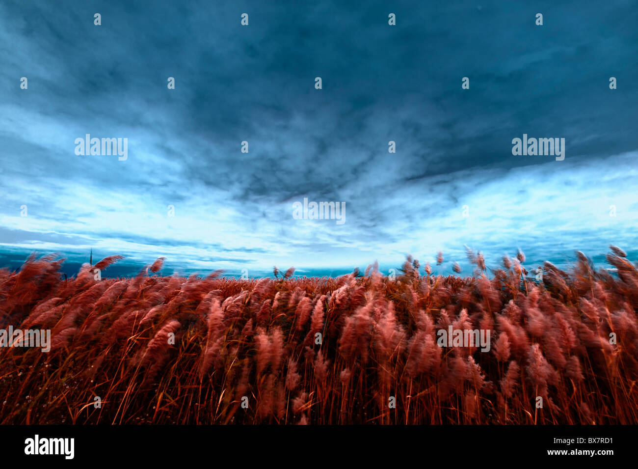 Marsh Reeds, golden brown from sunset, blowing in wind, moody blue sky ...