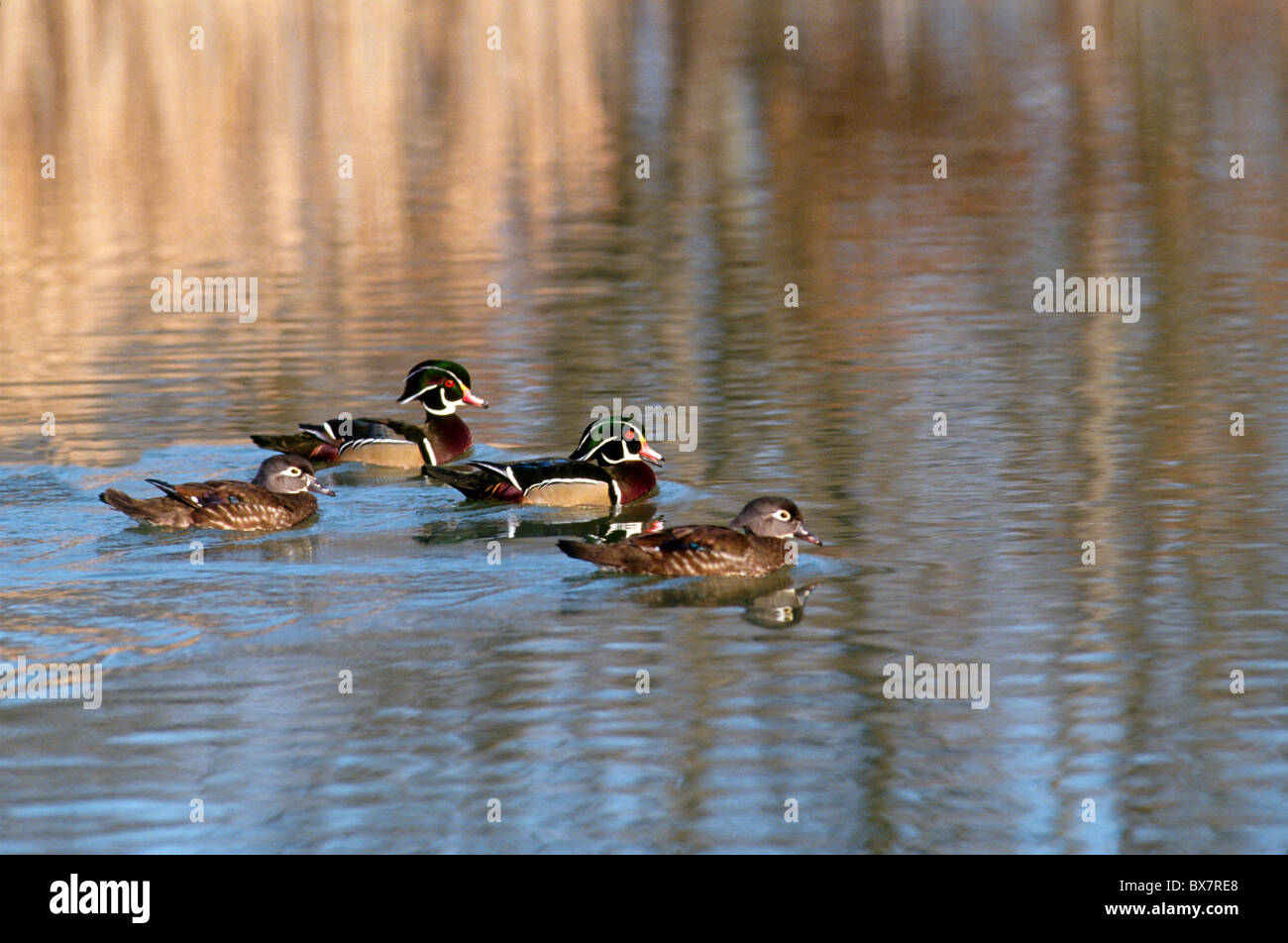 Bonding ducks hi-res stock photography and images - Alamy