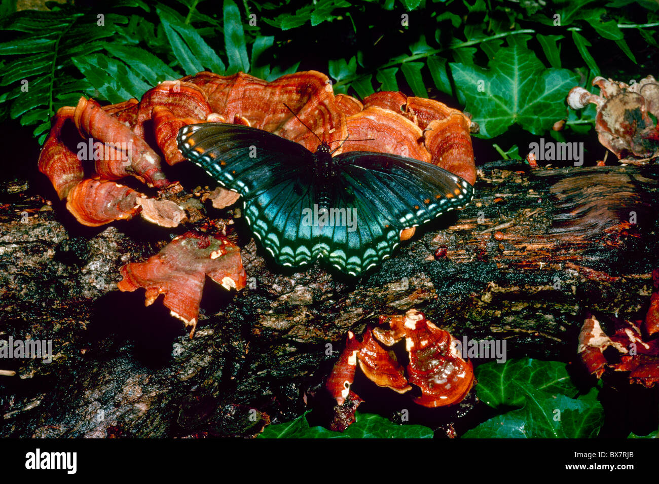 Red spotted purple butterfly (Limenitis arthemis) on moist lichen log ...
