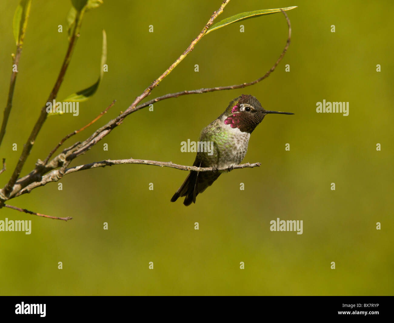 Anna's hummingbird winter hi-res stock photography and images - Alamy