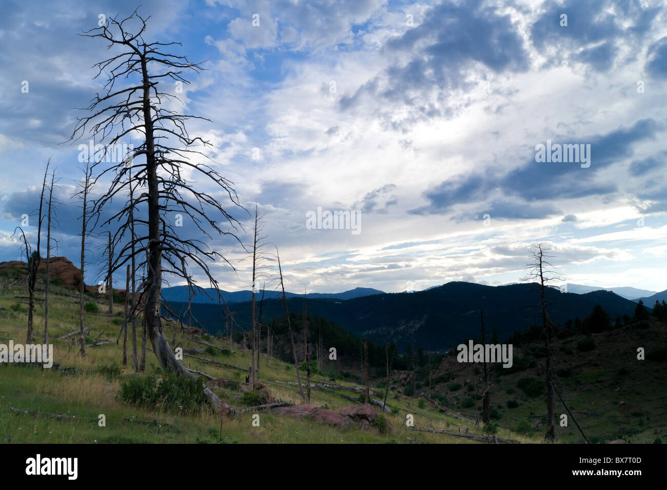 Trees and forest after the fire Stock Photo - Alamy