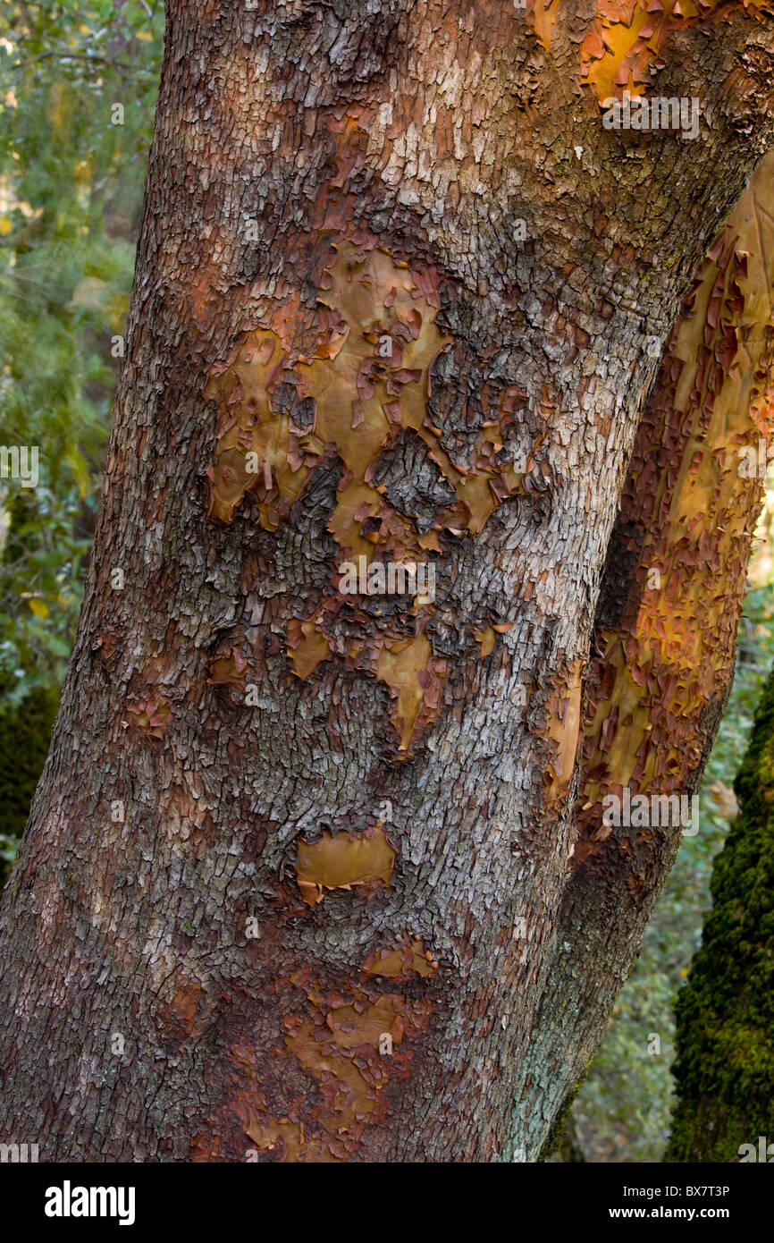 Pacific Madrone, Arbutus menziesii, - bark and trunk; California Stock ...