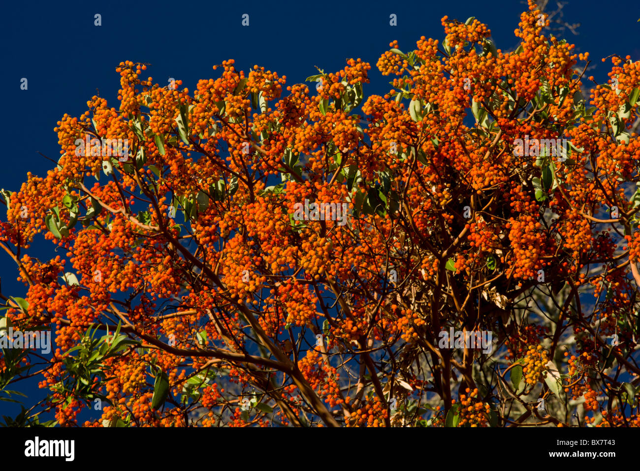 Madrone hi-res stock photography and images - Alamy