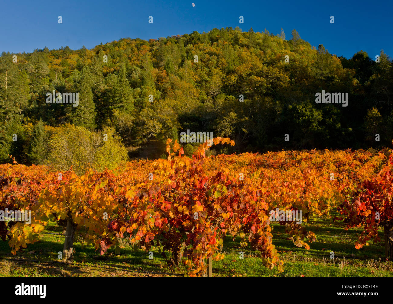 Napa fall hi-res stock photography and images - Alamy