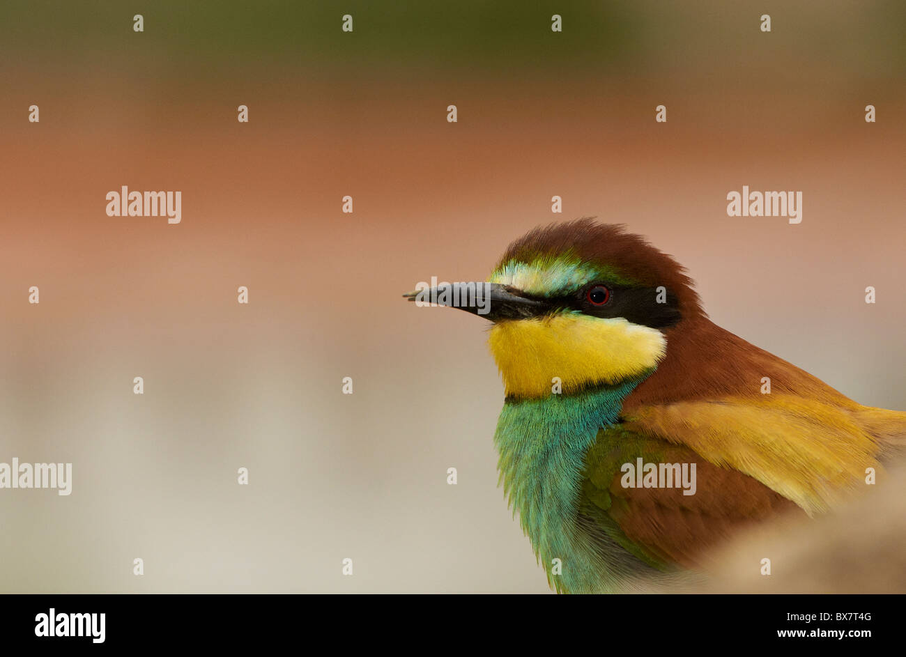 abejaruco,bee eater bird, abejaruco,primer plano Stock Photo - Alamy