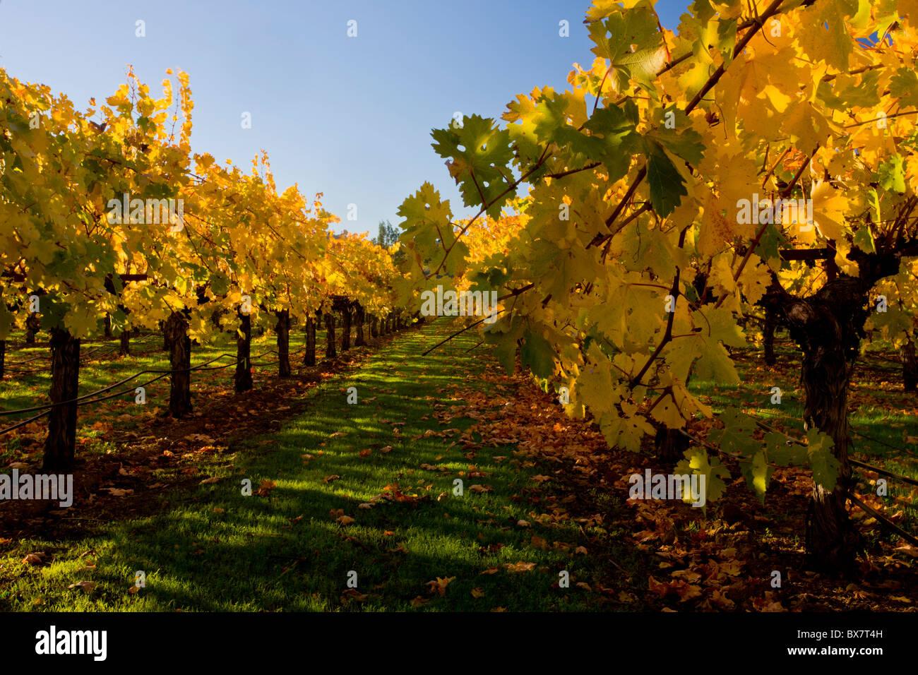 Autumn colour in the Napa Valley vineyards, California Stock Photo - Alamy