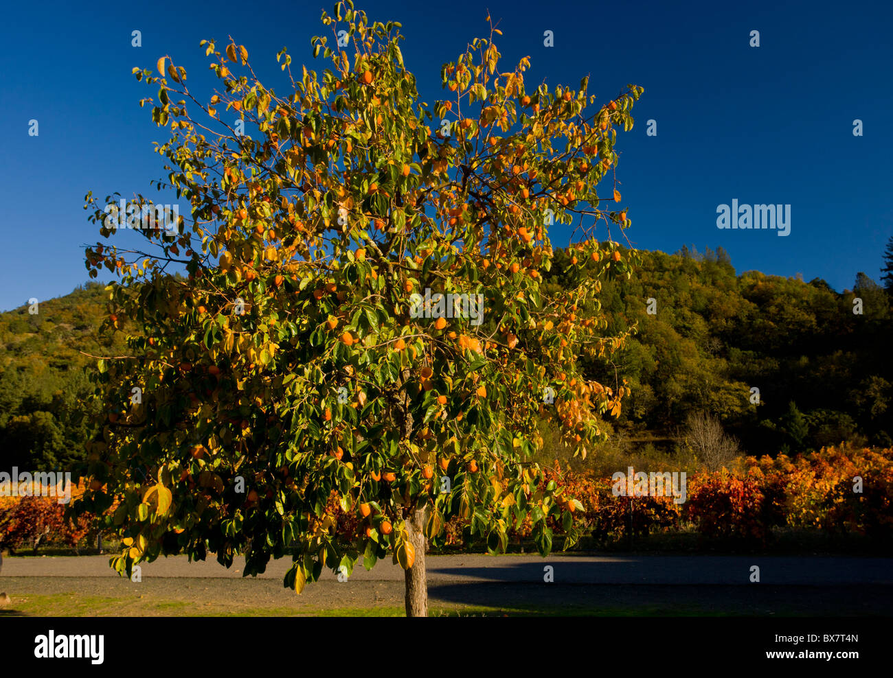 Japanese Persimmon or kaki, Hachiya variety (Diospyros kaki) - fruit ...