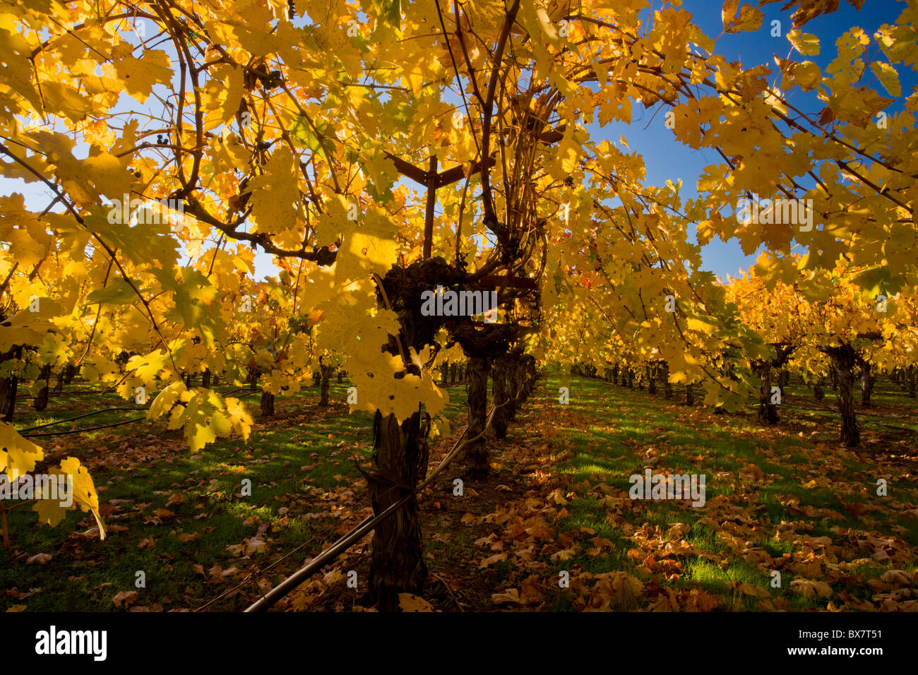 Autumn colour in the Napa Valley vineyards, California Stock Photo - Alamy