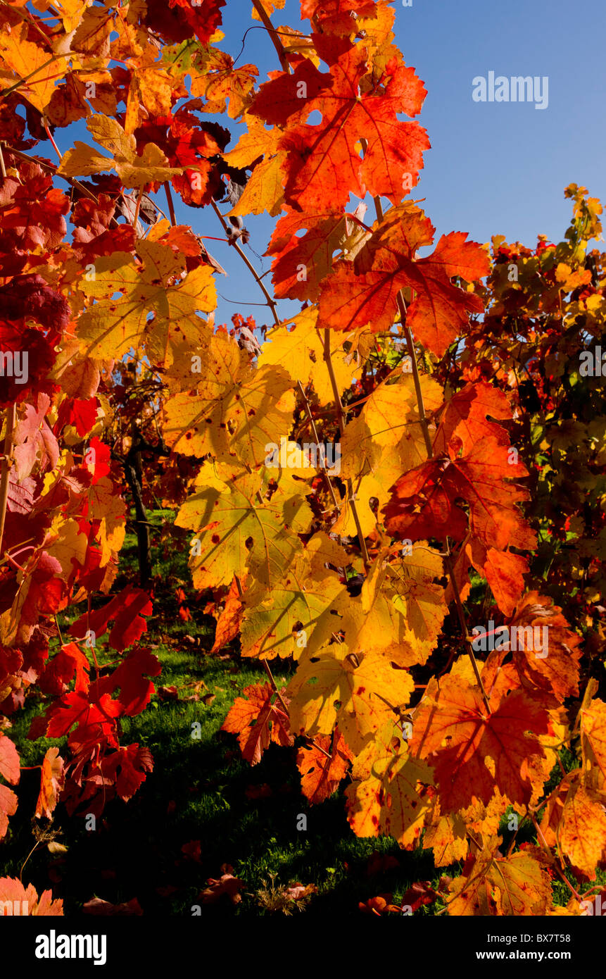 Autumn colour in the Napa Valley vineyards, California Stock Photo - Alamy