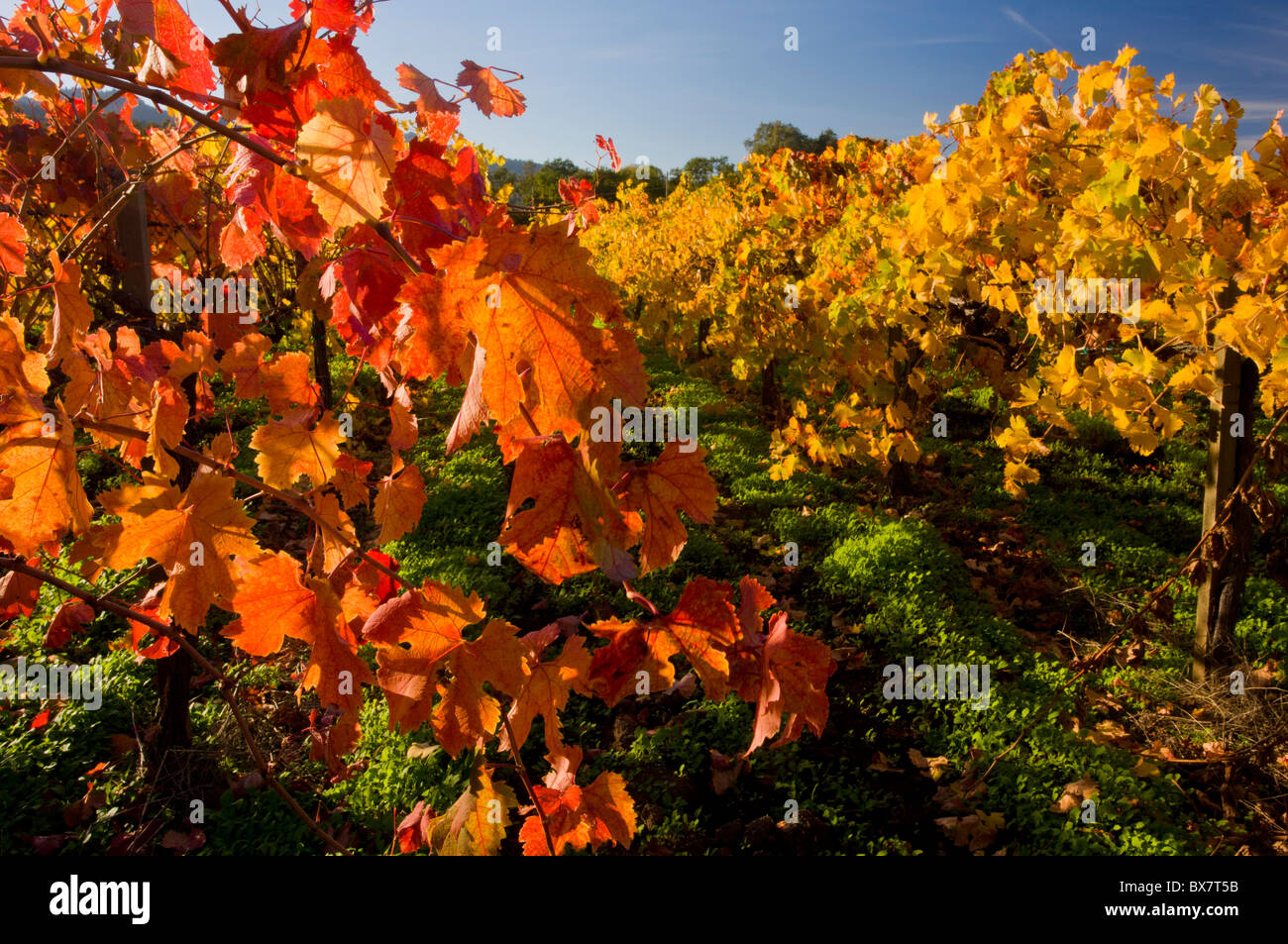 Napa valley vineyards america hi-res stock photography and images - Alamy