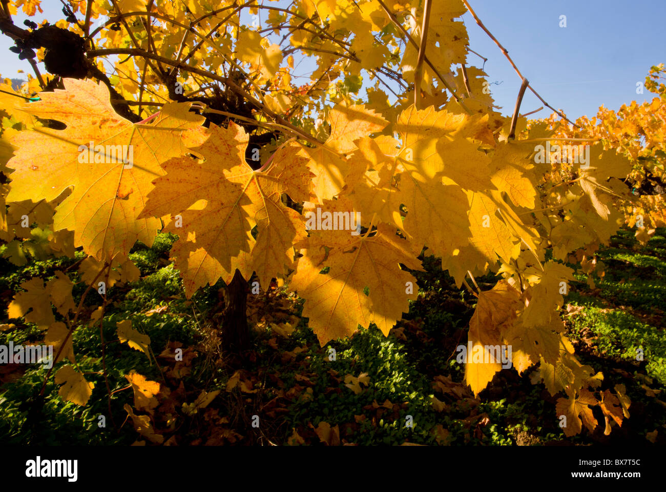 Napa fall hi-res stock photography and images - Alamy