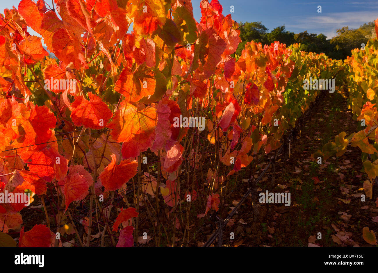 Autumn colour in the Napa Valley vineyards, California Stock Photo - Alamy
