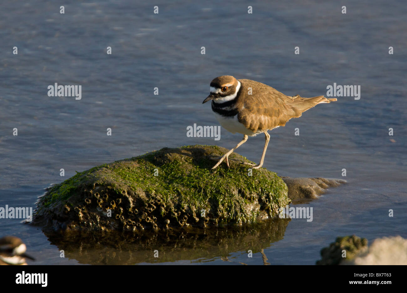 Killdeer (plover), Charadrius vociferus feeding along shore of lagoon ...