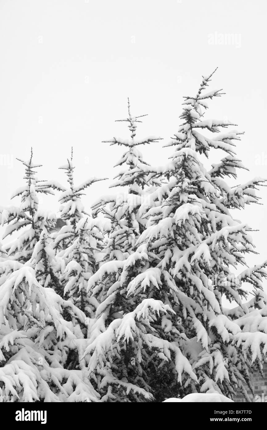 Snow covered trees britain Black and White Stock Photos & Images - Alamy