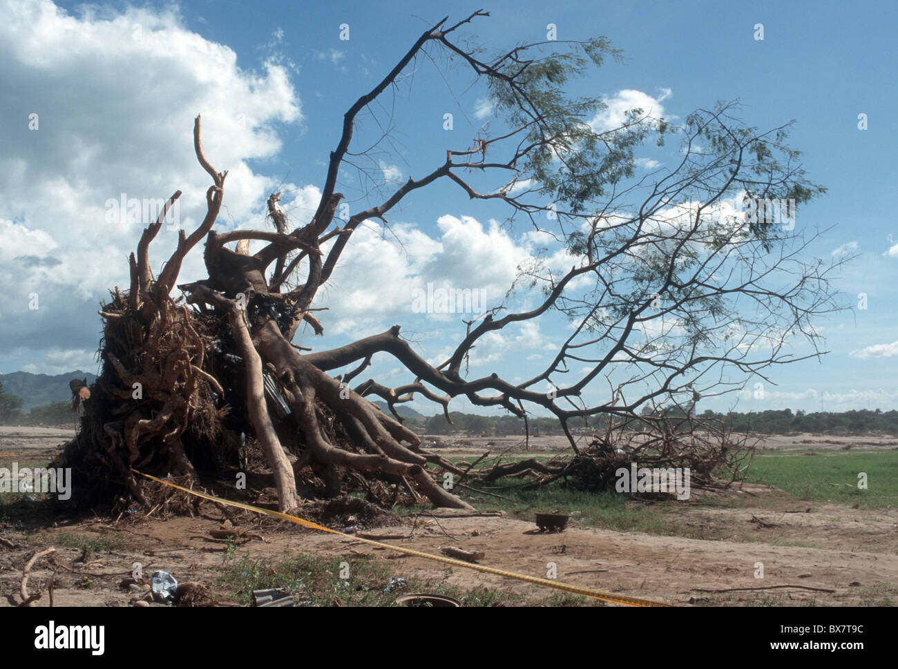 HONDURAS TREES DAMAGED BY HURRICANE 'MITCH' Stock Photo - Alamy