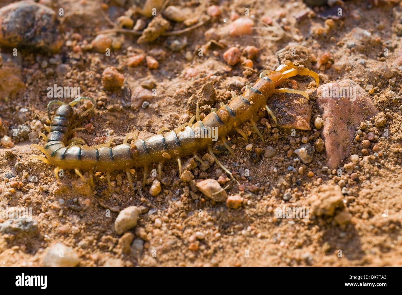 Centipede High Resolution Stock Photography and Images - Alamy