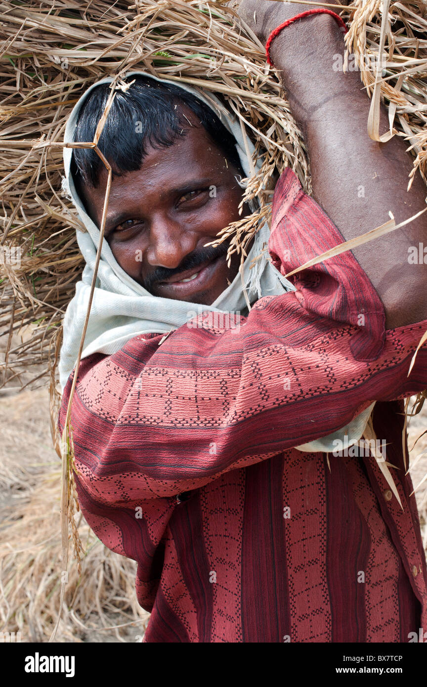 Man harvesting rice hi-res stock photography and images - Alamy
