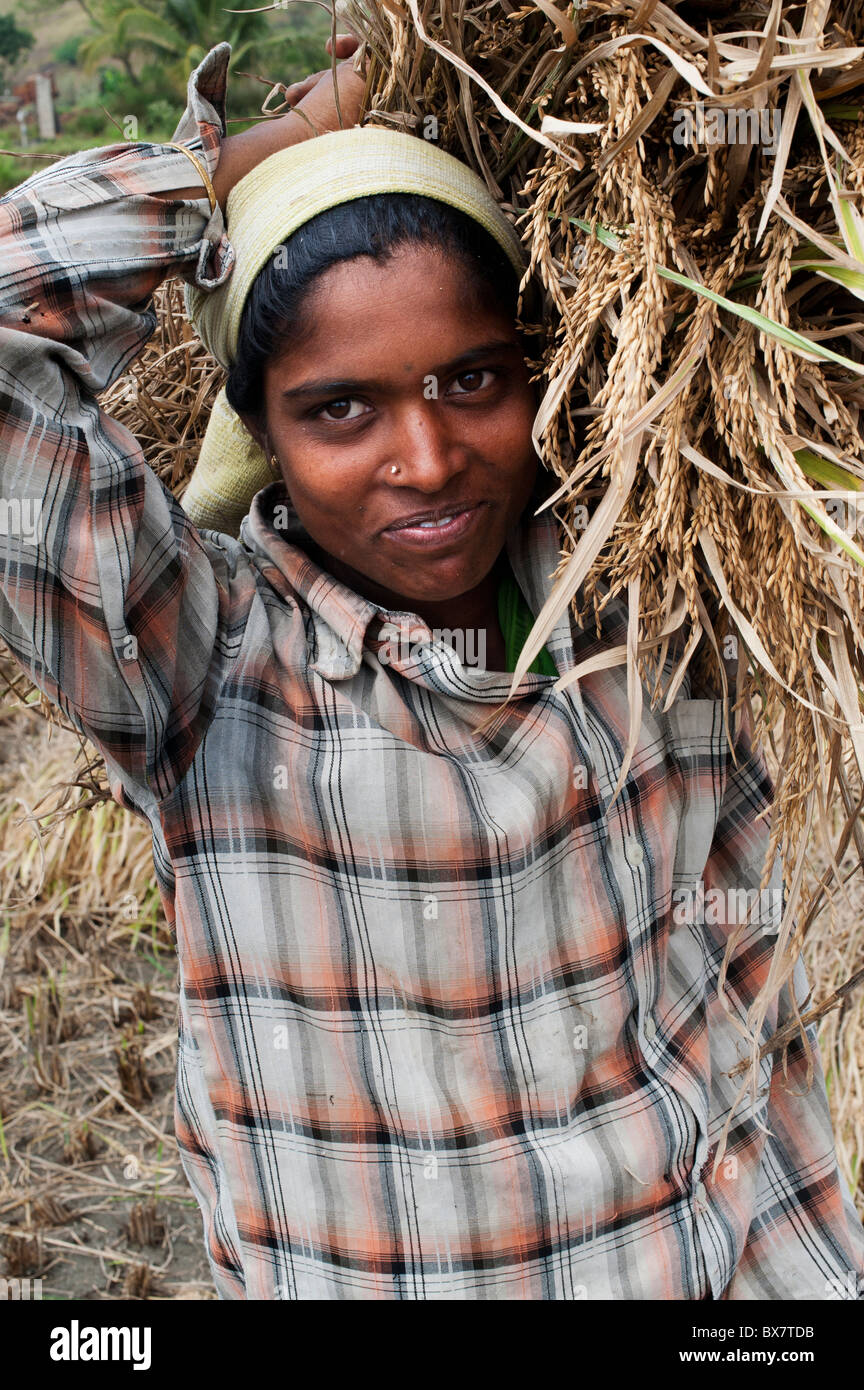 Indian farm workers harvesting the rice crop. Andhra Pradesh, India ...