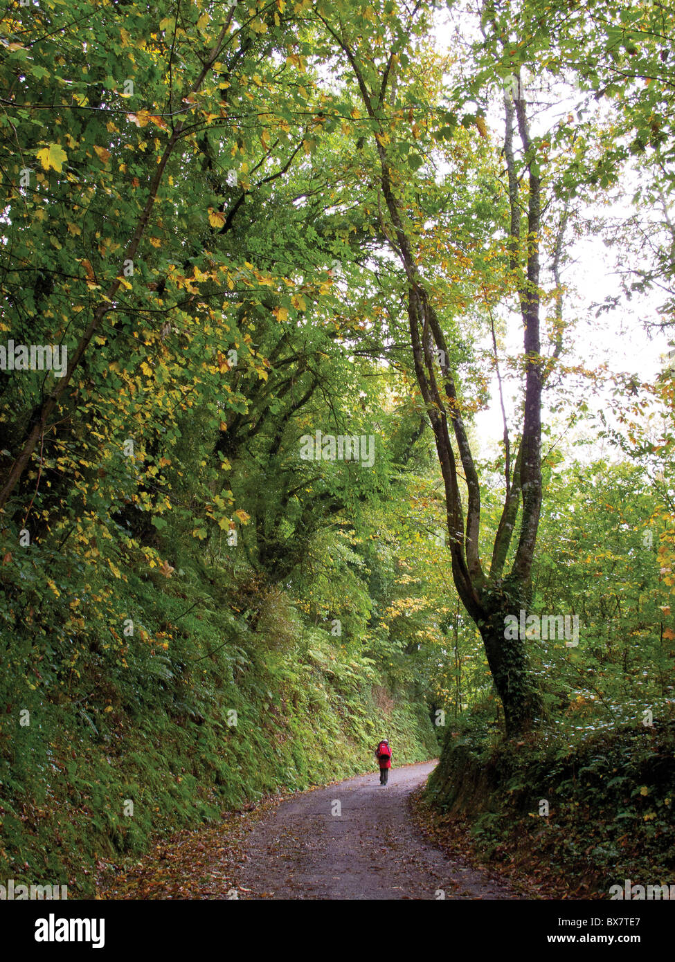 Pilgrim walking through forest on the Camino de Santiago, Spain Stock ...
