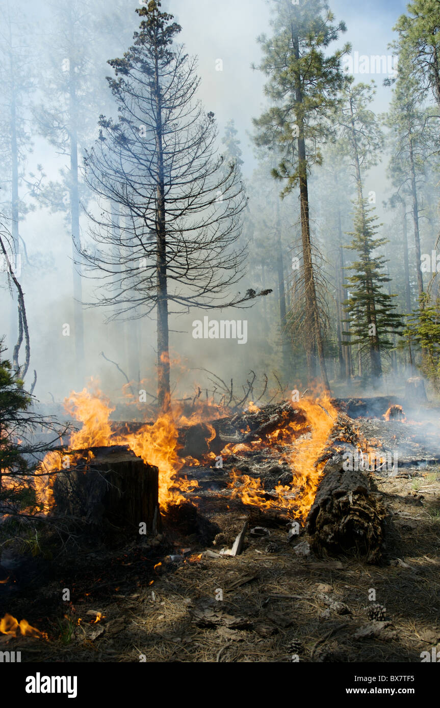 Small fire burns in hi-res stock photography and images - Alamy