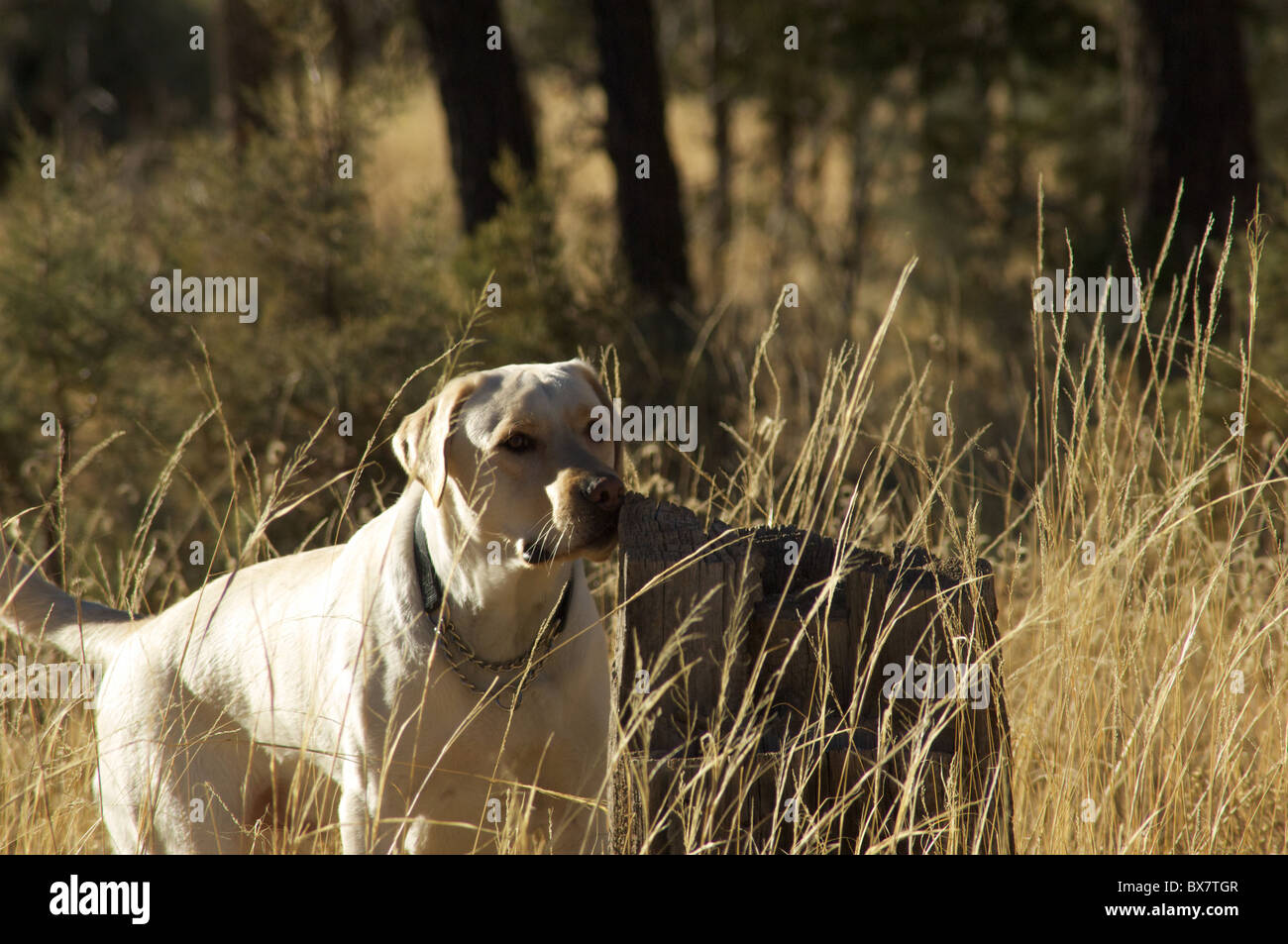 A yellow lab working the field Stock Photo - Alamy