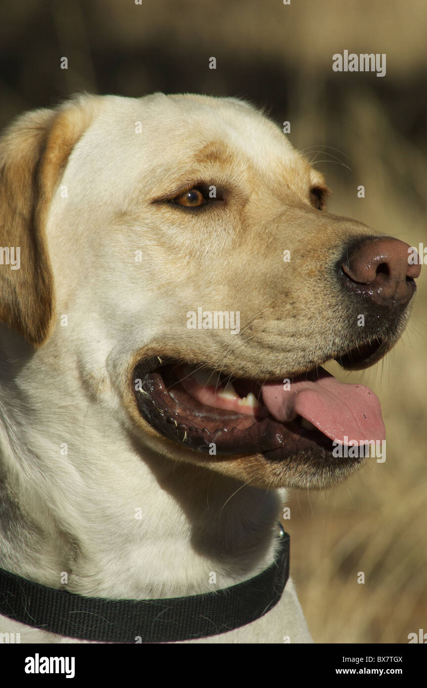 The profile of a yellow lab working the field at sunset Stock Photo - Alamy