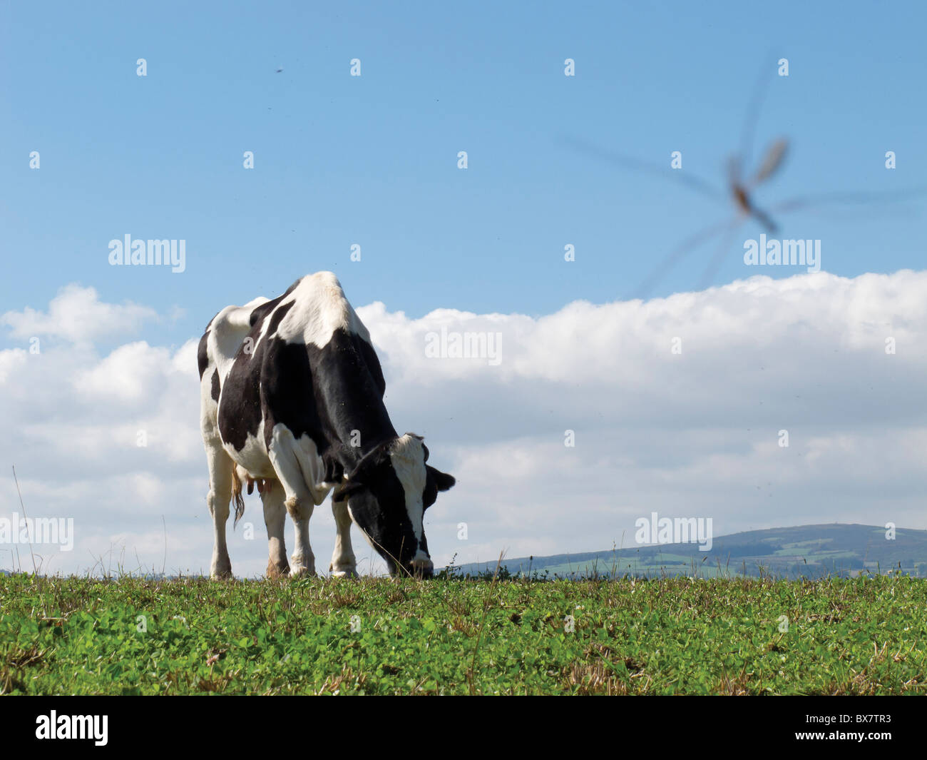 Grazing cow and flying insect Stock Photo - Alamy