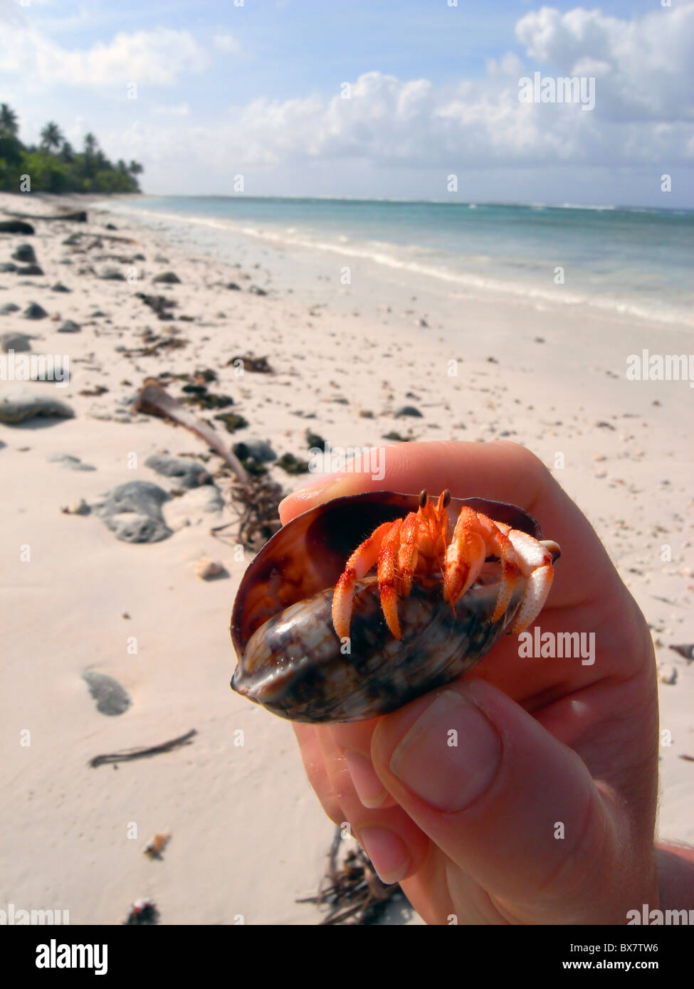 Hermit crab (Coenobita sp.) in transitional stage juvenile cowry shell ...