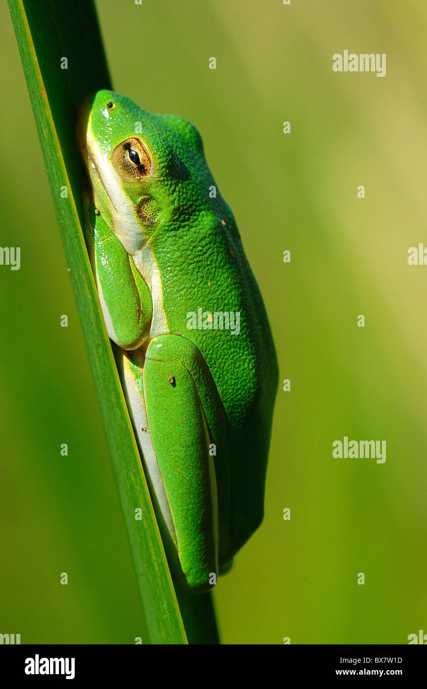 Green treefrog hyla cinerea hi-res stock photography and images - Alamy