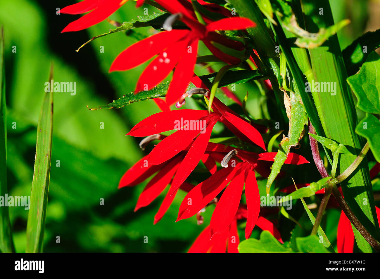 Lobelia hi-res stock photography and images - Alamy