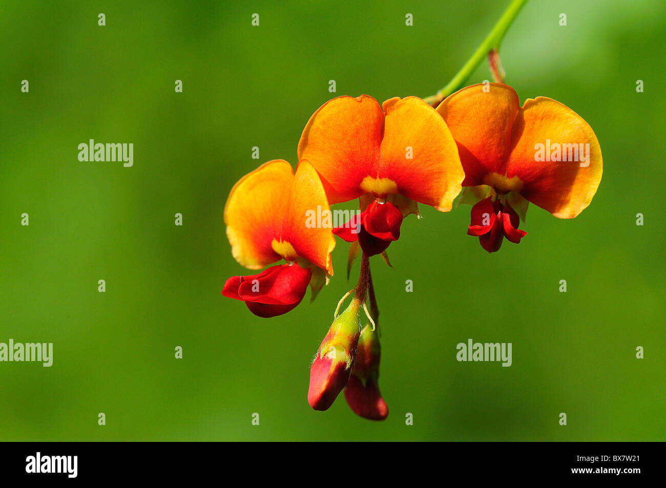 Sesbania vesicaria hi-res stock photography and images - Alamy