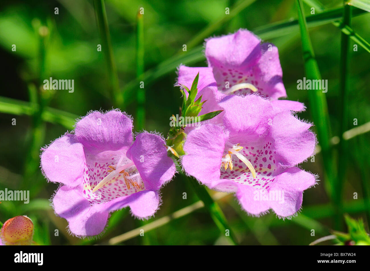 Agalinis (Agalinis sp Stock Photo - Alamy