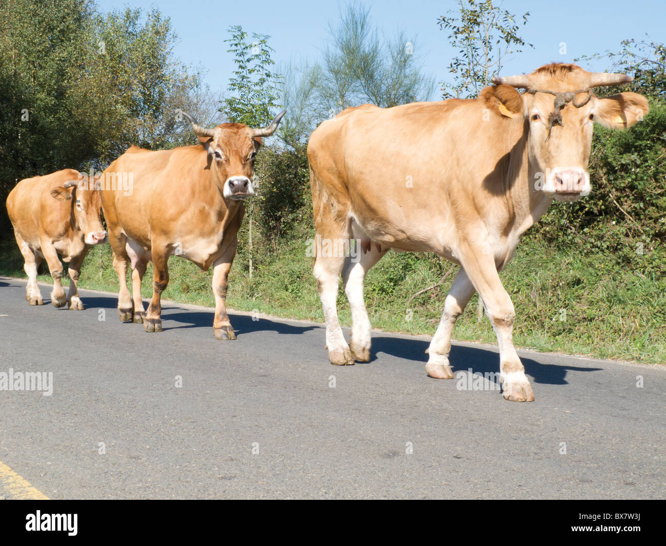 Cattle spain hi-res stock photography and images - Alamy