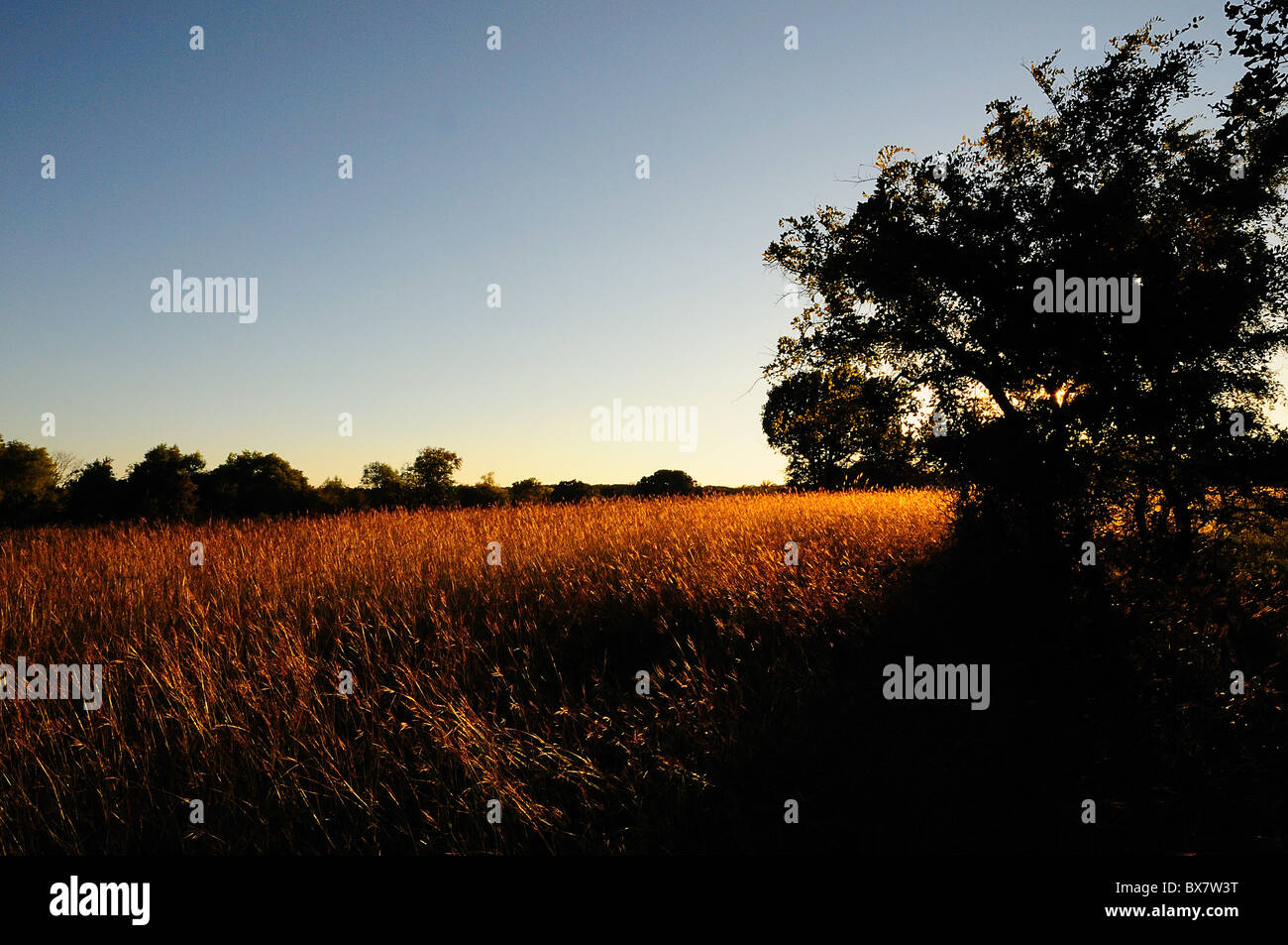 Texas Landscape - Prairie Grass Stock Photo - Alamy